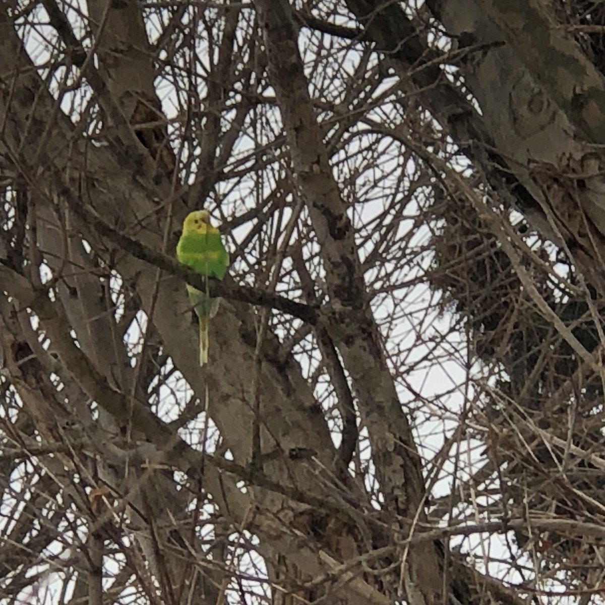 eBird Checklist - 19 Jan 2019 - Whitby--Thickson's Woods - 2 species