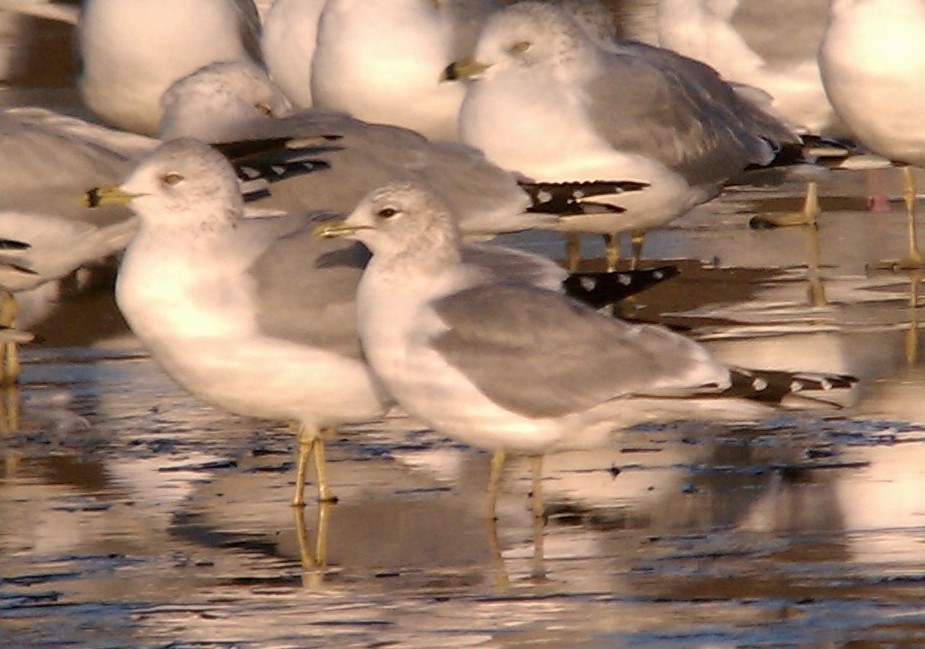 eBird Checklist - 10 Jan 2013 - Spruce Run Recreation Area - 15 species