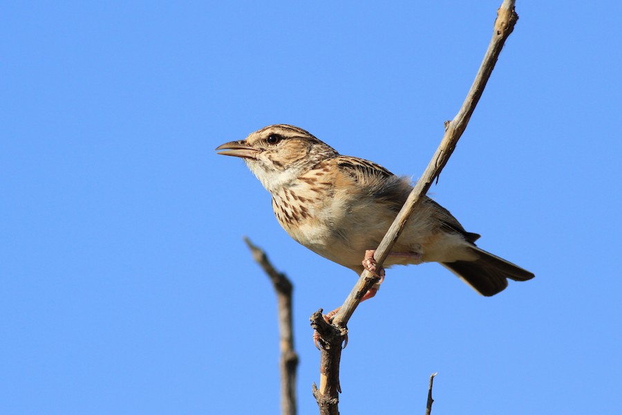 Sabota Lark (Sabota) - eBird
