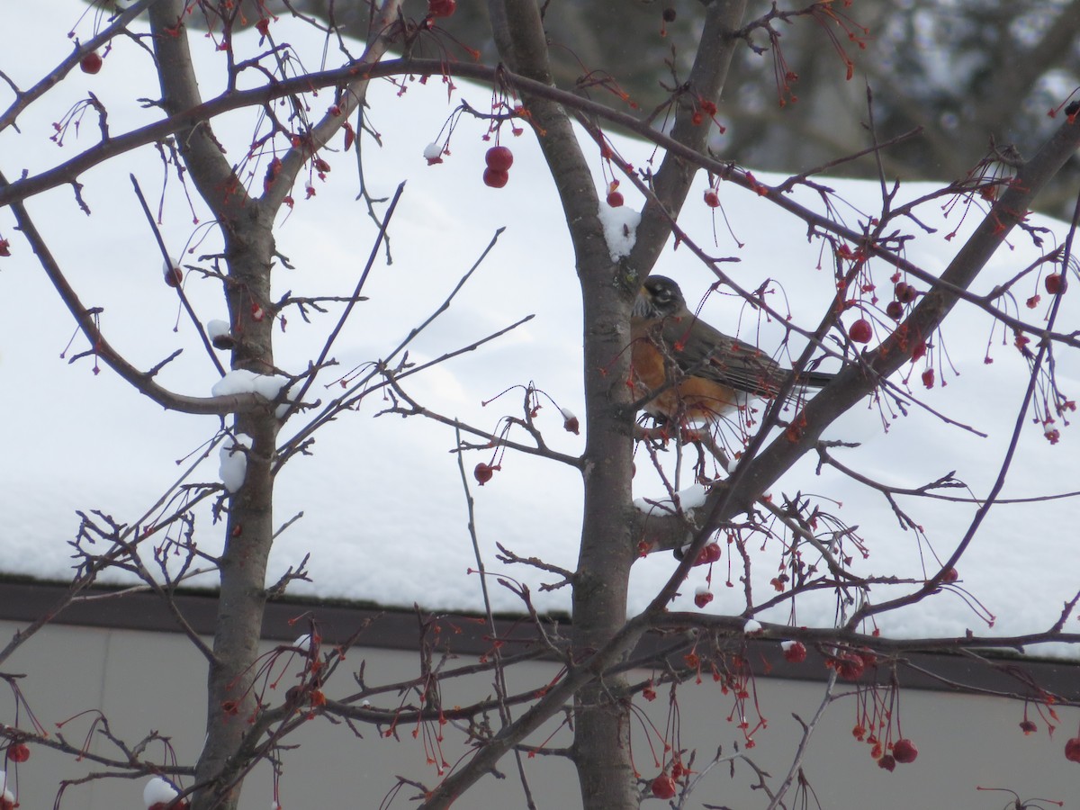 eBird Checklist - 20 Jan 2019 - East Houghton - 7 species