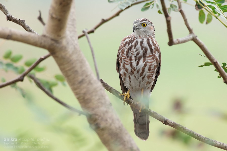 Shikra (Asian) - eBird