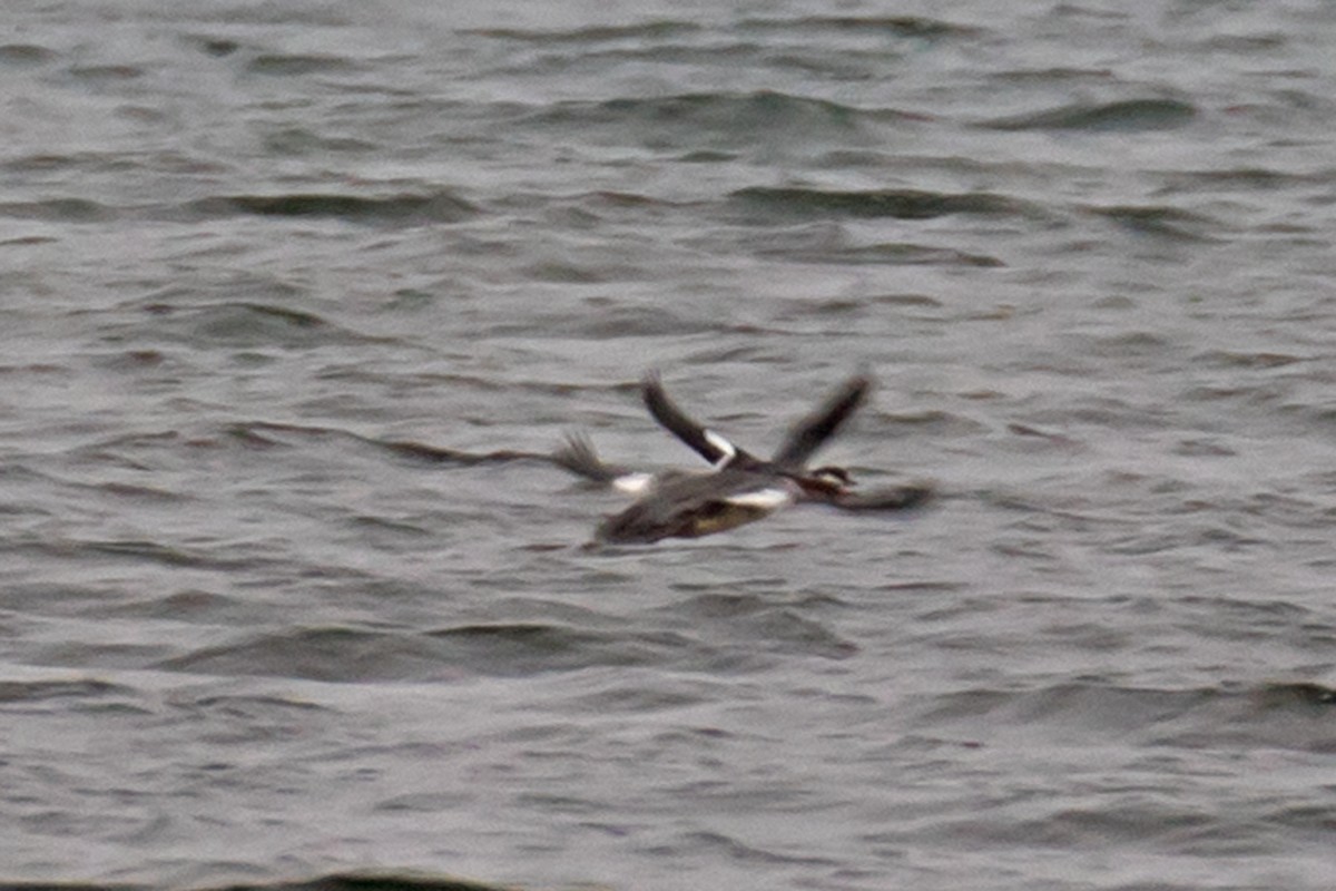 eBird Checklist - 21 Dec 2015 - Morrisburg--Ault Island - 14 species