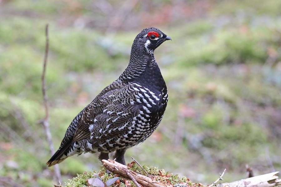 Spruce Grouse (Spruce) - eBird