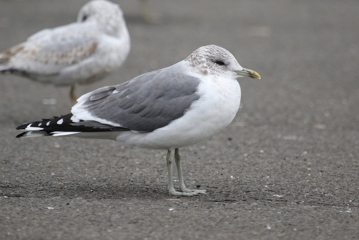 Common Gull - Larus canus - Media Search - Macaulay Library and eBird