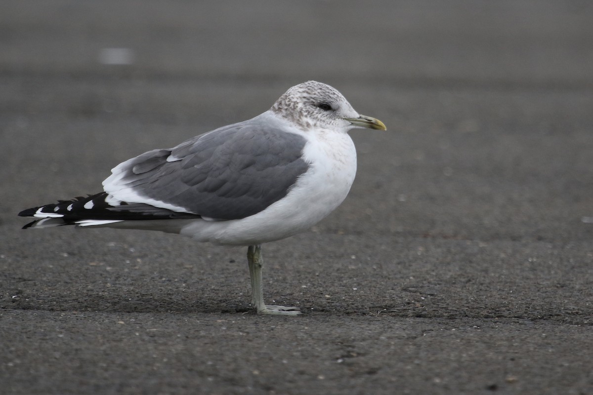 Common Gull - Larus canus - Media Search - Macaulay Library and eBird