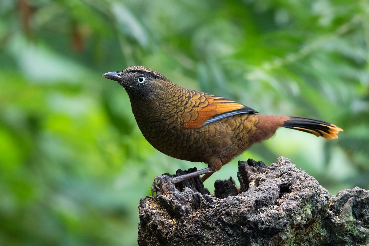 ML136427851 - Blue-winged Laughingthrush - Macaulay Library