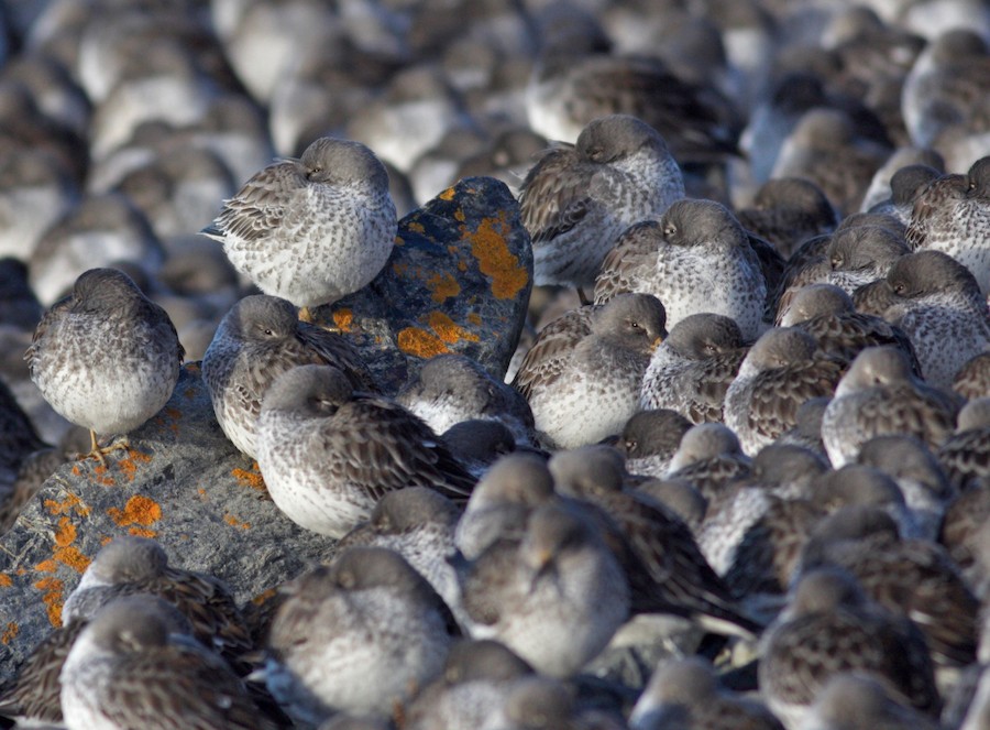 Rock Sandpiper (quarta/tschuktschorum/couesi) - eBird