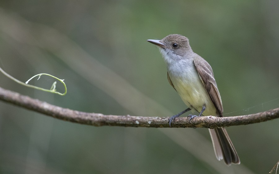 Myiarchus sp. - eBird
