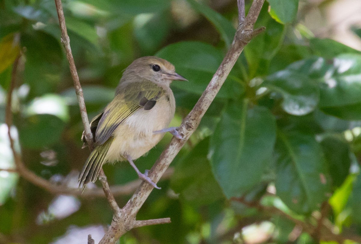 Scrub Greenlet (Tobago) - eBird