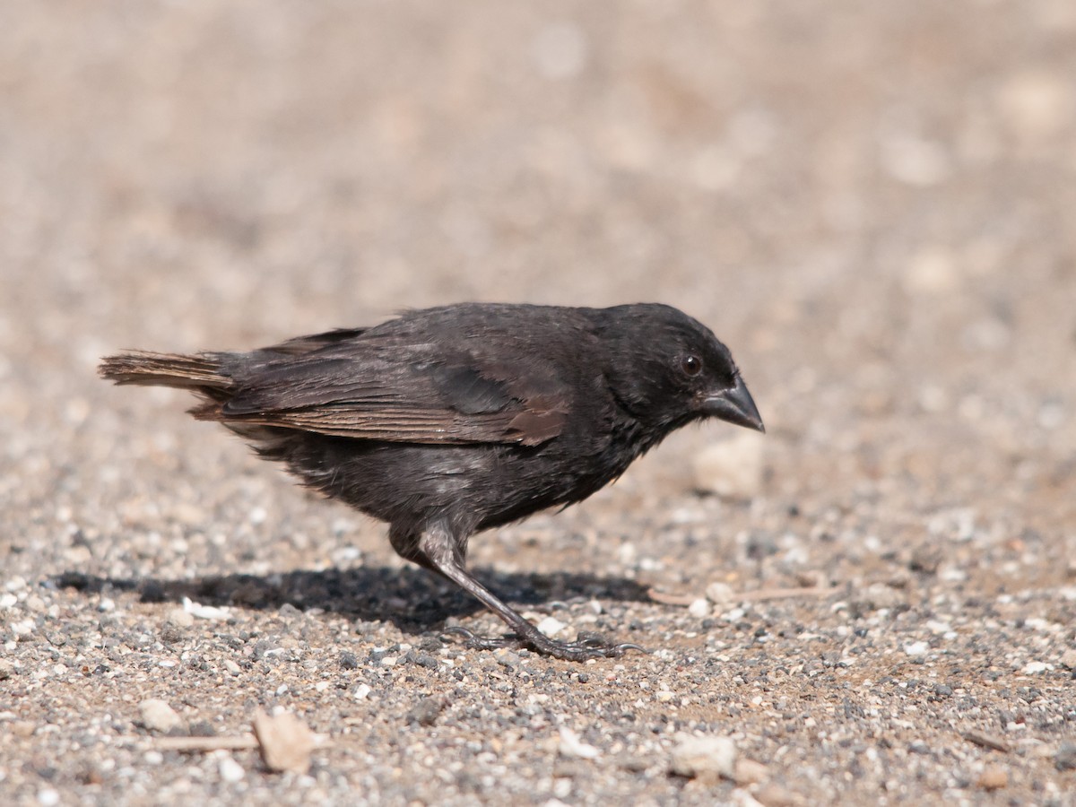 ML136647201 Sharp-beaked Ground-Finch Macaulay Library