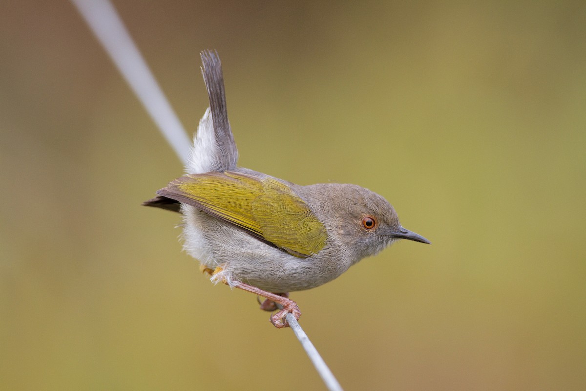 Green-backed Camaroptera - Camaroptera brachyura - Birds of the World
