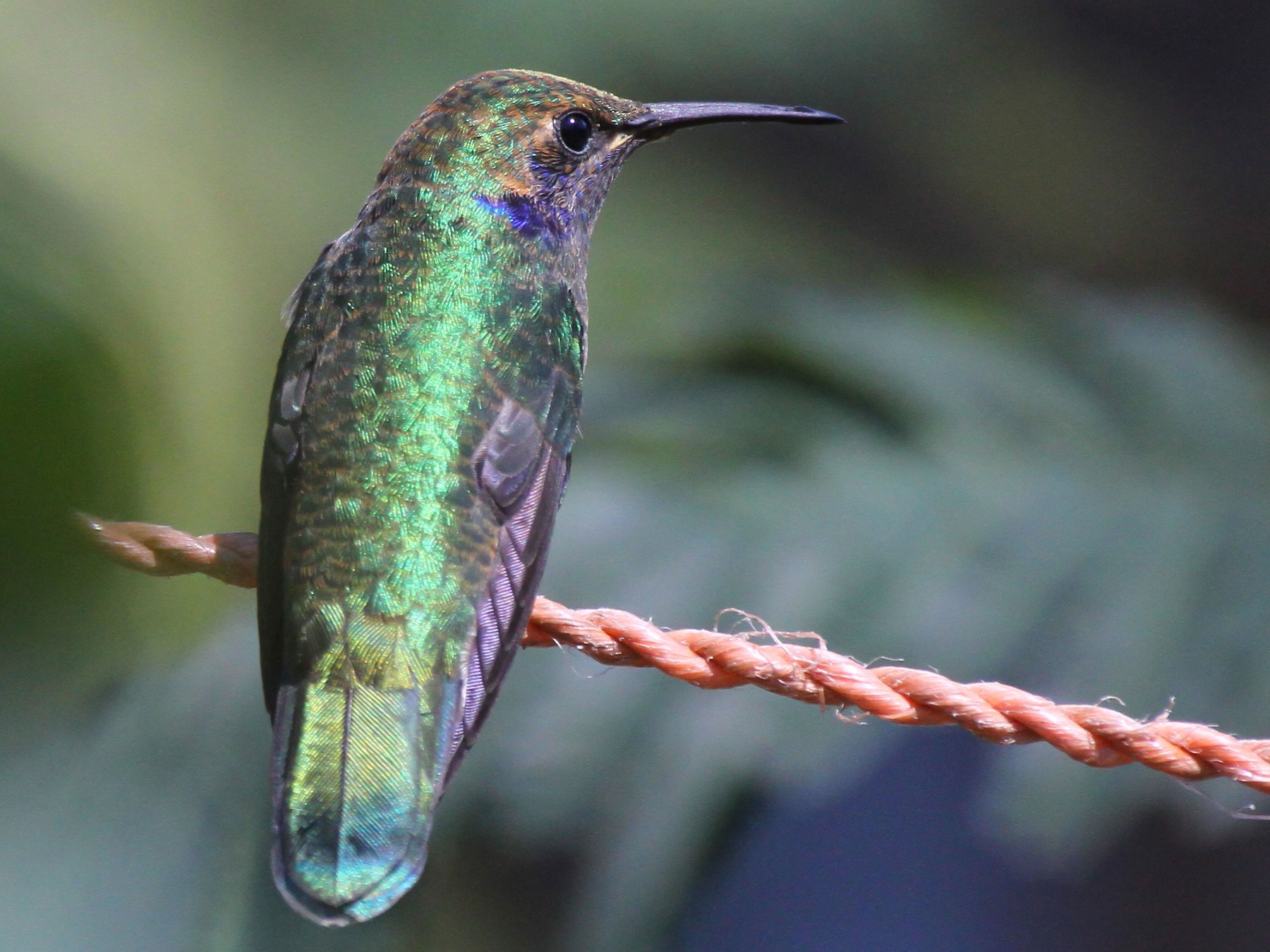 Mexican Violetear - eBird
