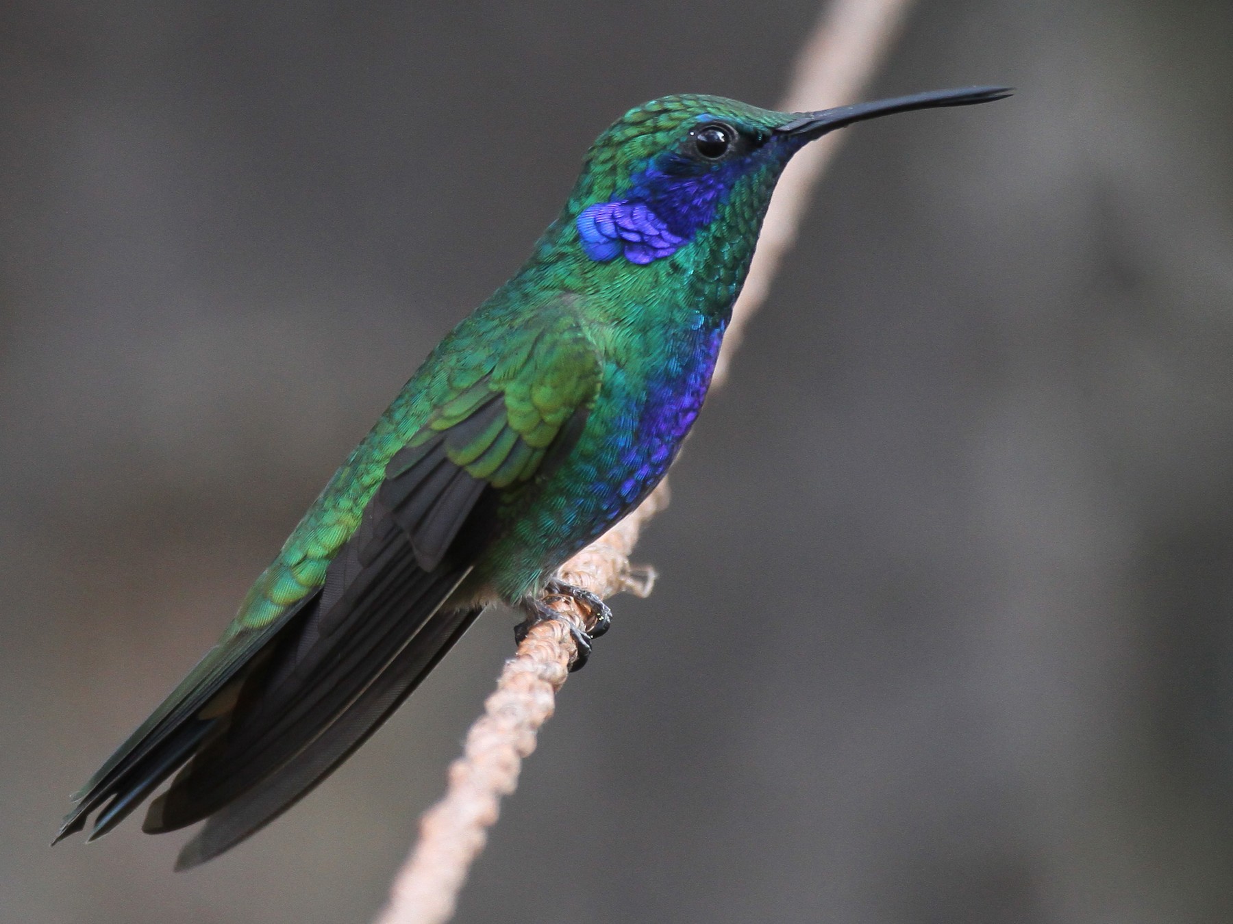 Colibrí Oreja Violeta Mexicano - eBird