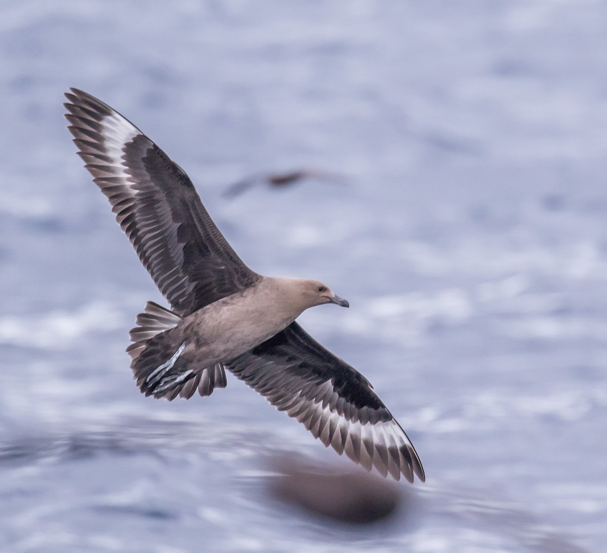 ML136716671 South Polar Skua Macaulay Library