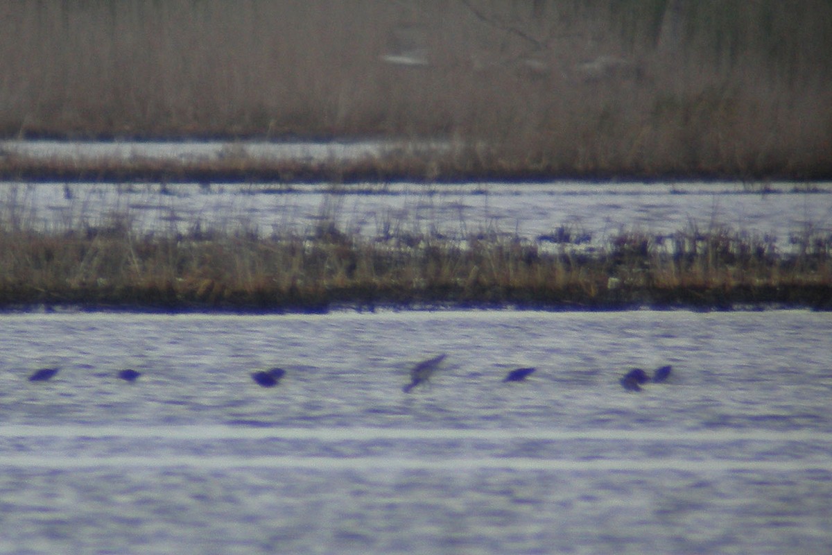 eBird Checklist - 20 Jul 2012 - Prime Hook NWR--Prime Hook Beach Rd ...