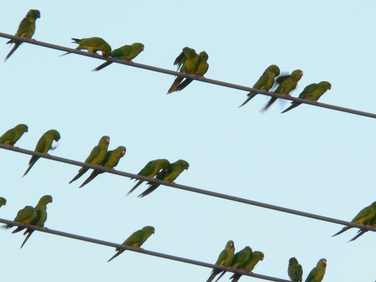 eBird Checklist - 5 Mar 2006 - McAllen--Parakeet roost (10th Str. N&S ...