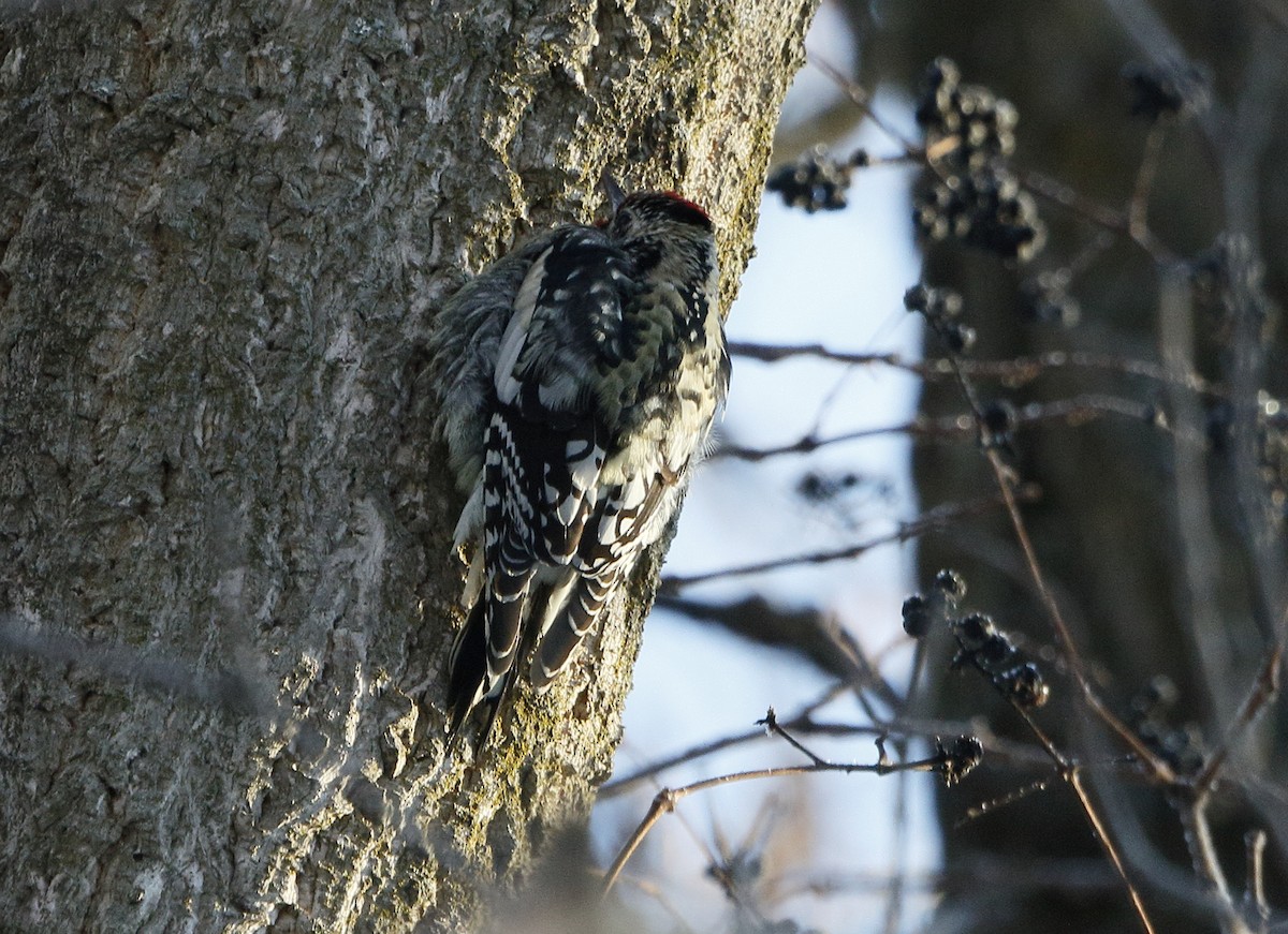 eBird Checklist - 26 Jan 2019 - Nichols Arboretum - 22 species (+1 ...