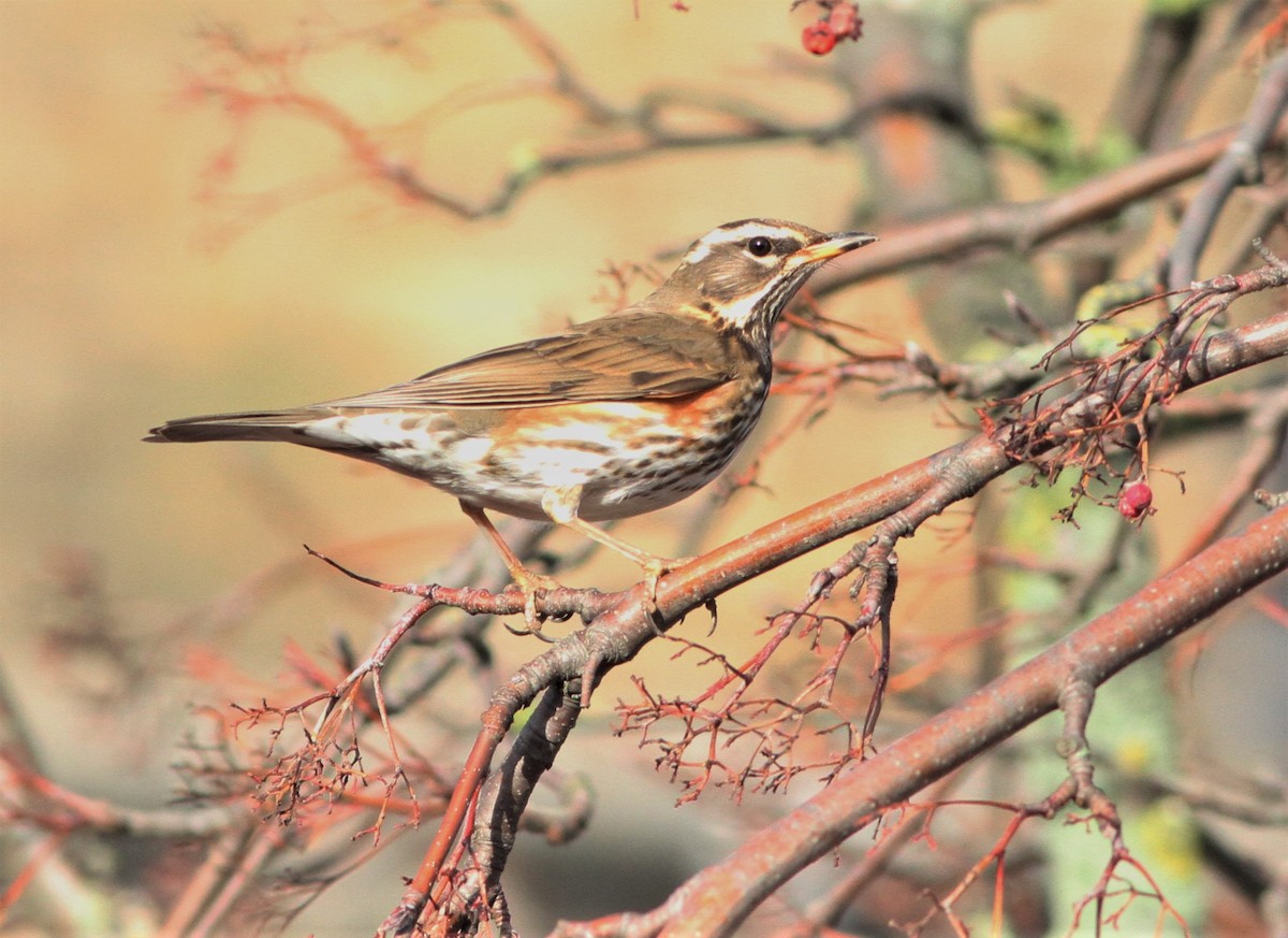 eBird Checklist - 27 Jan 2019 - Hanson Close, Balham , London - 11 species