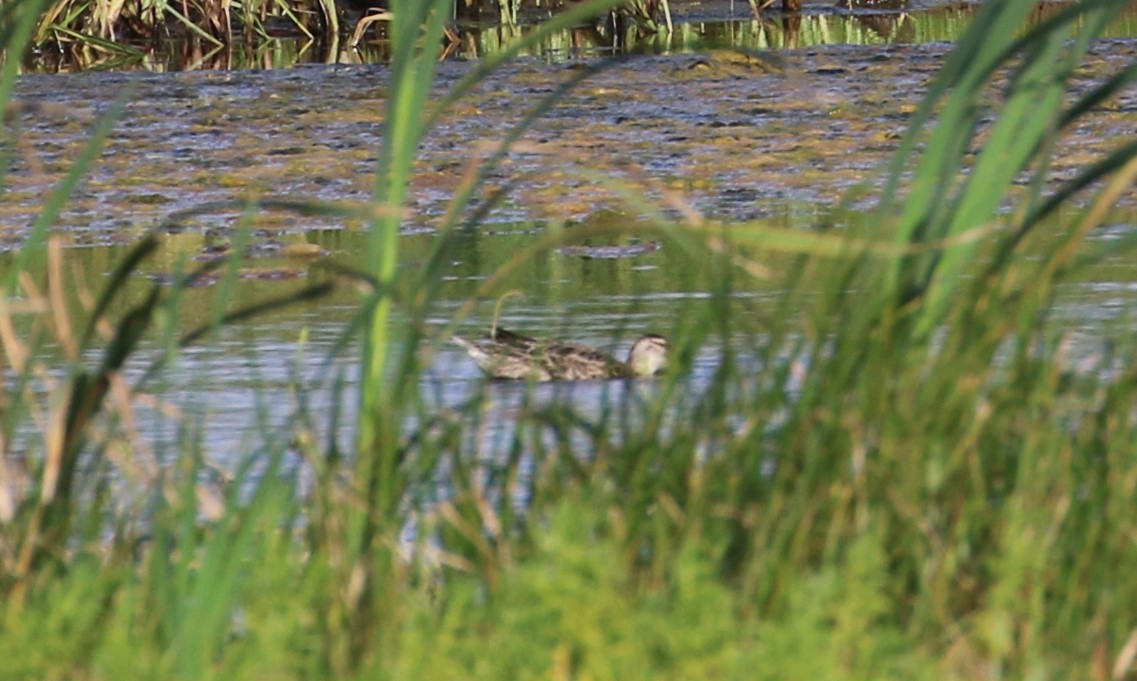 eBird Checklist - 26 Jan 2019 - Kahuku Aqua Ponds - 28 species (+2 ...