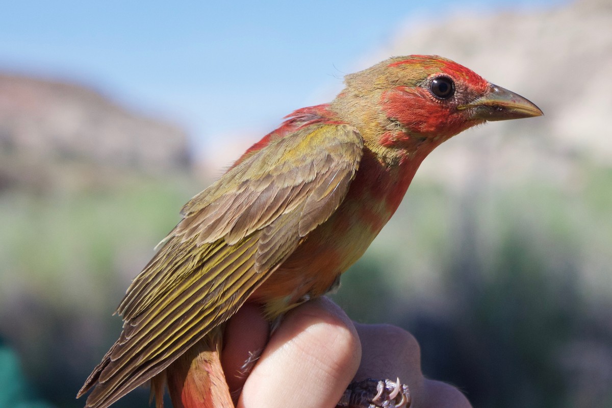 ML137539561 Summer Tanager Macaulay Library