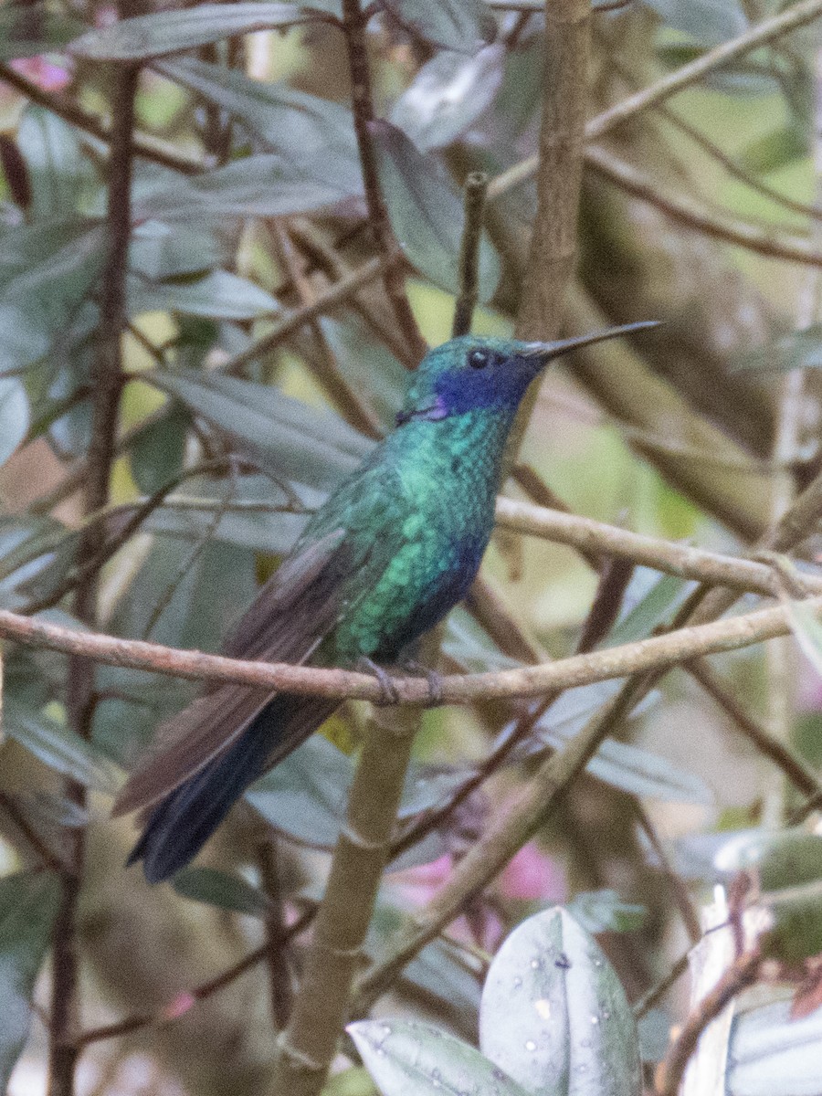 eBird Checklist - 13 Jan 2019 - Observatorio de Colibries - 12 species