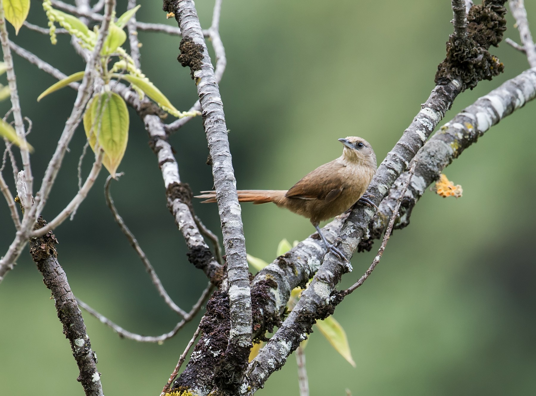 Mantaro Thornbird (undescribed form) - eBird