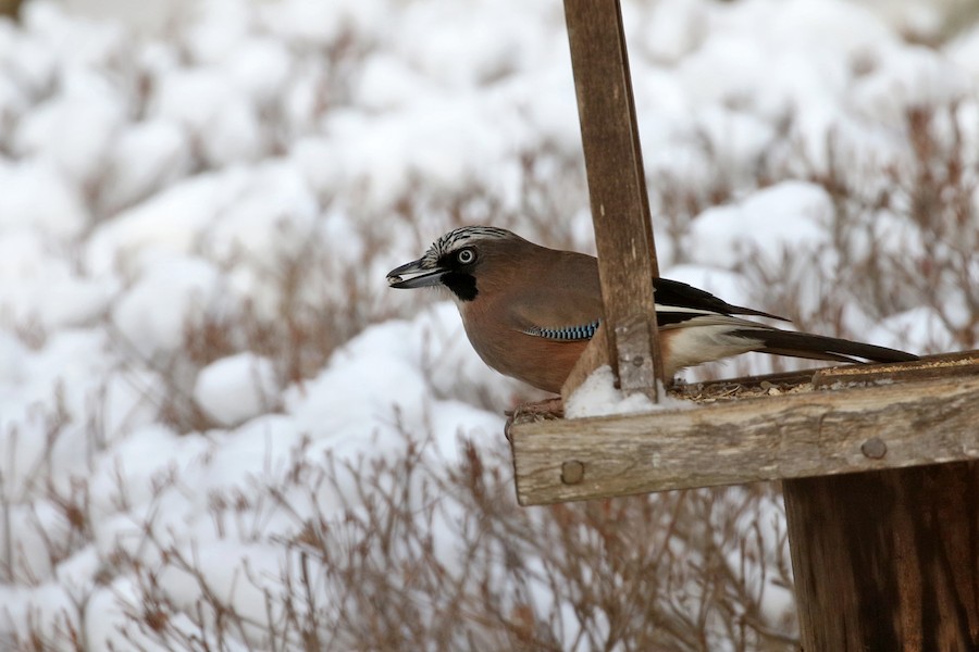 Eurasian Jay (Japanese) - eBird