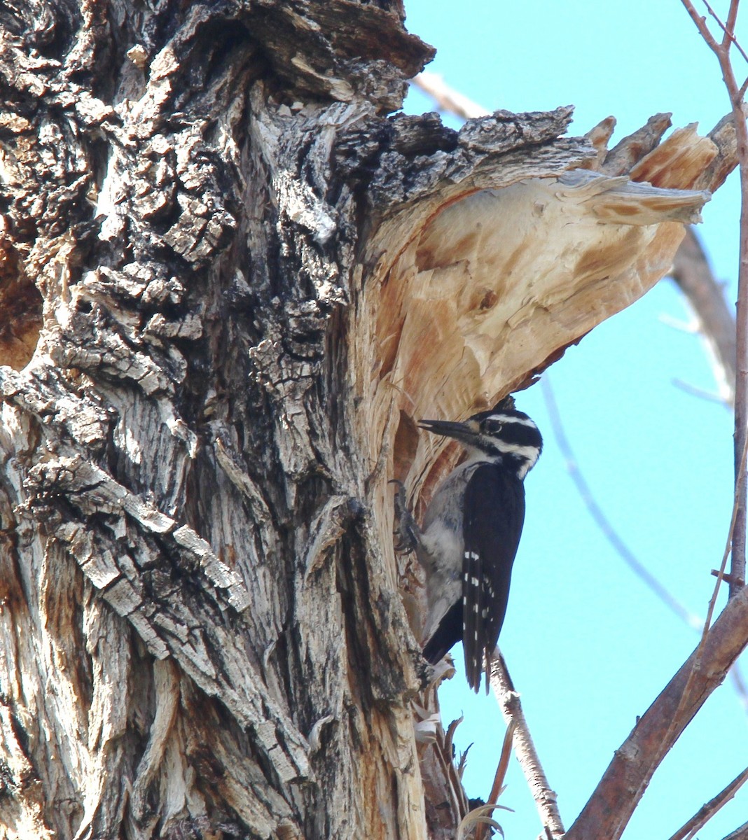 eBird Checklist - 7 May 2014 - Birchim Canyon - 44 species