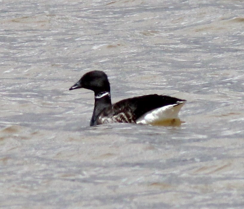 eBird Checklist - 24 Apr 2014 - Lake Crowley - 52 species
