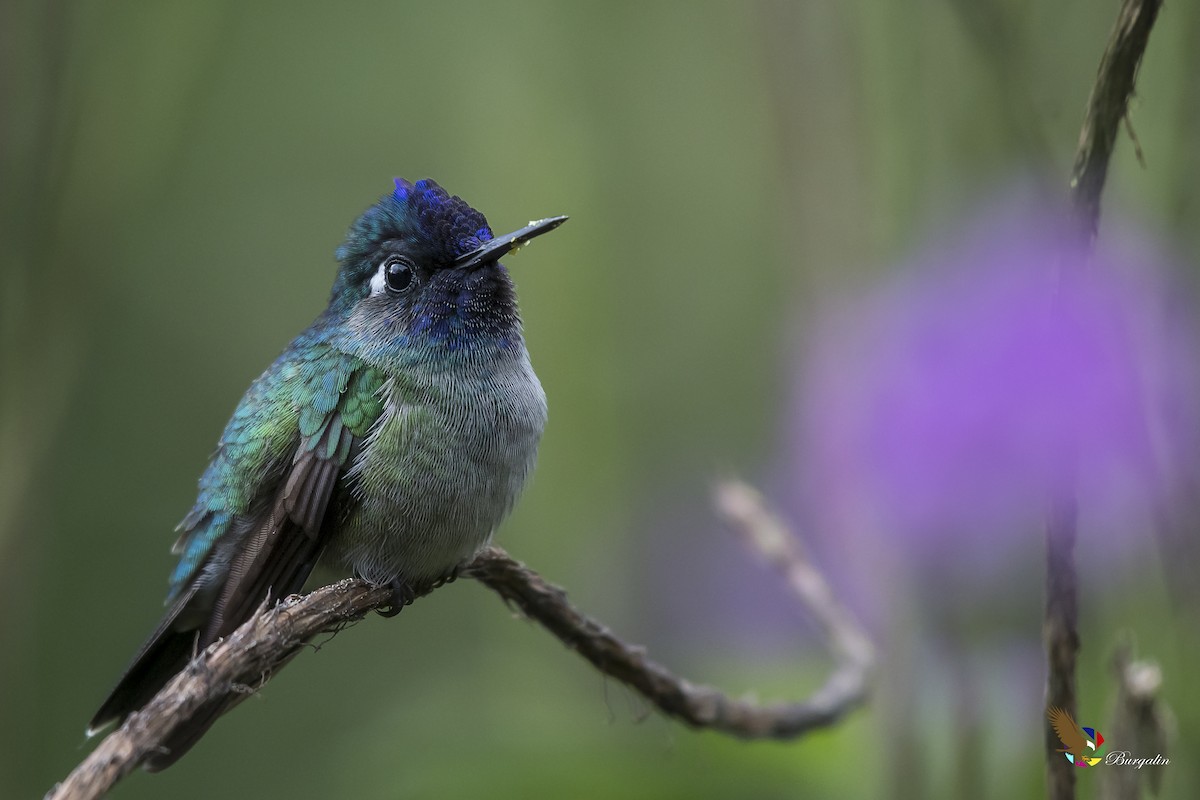 eBird Checklist - 26 Jan 2019 - Parque Nacional Braulio Carillo, Pococí ...