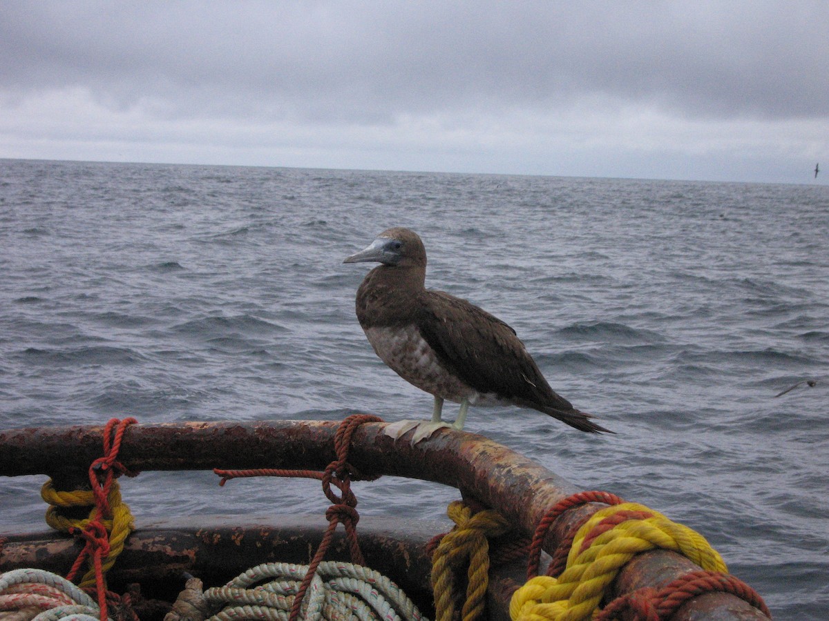eBird Checklist - 13 Aug 2005 - Bering Sea - 1 species