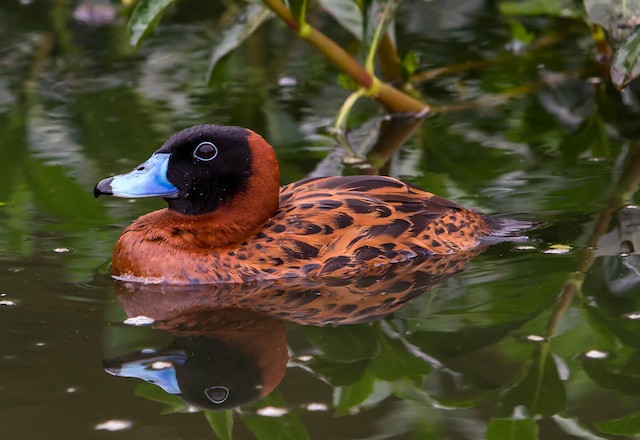 Masked Duck