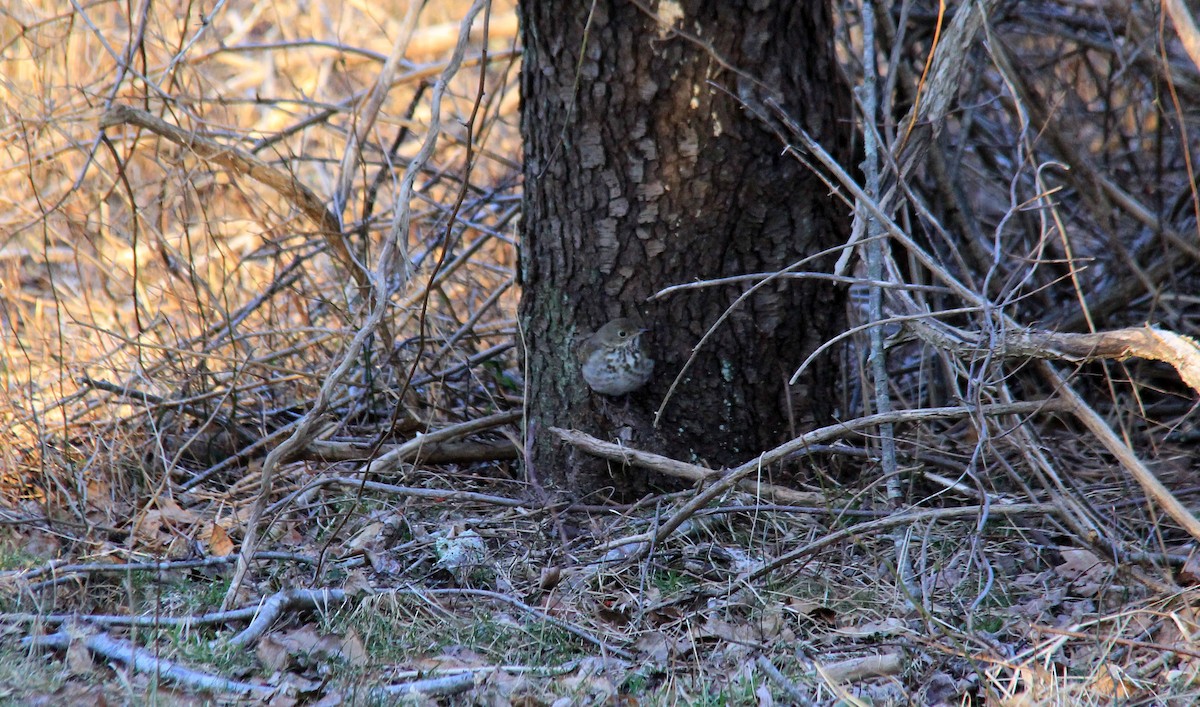 eBird Checklist - 31 Jan 2019 - Overton Preserve (David Overton Trail ...