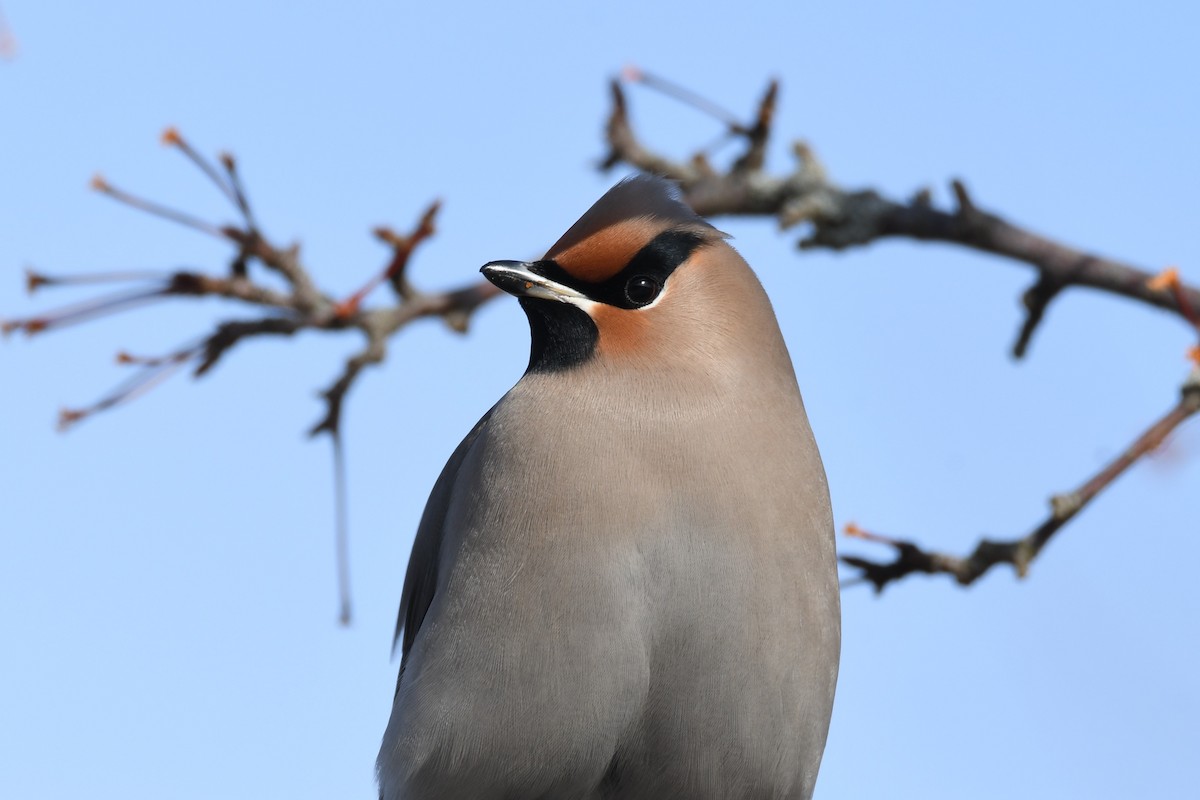 eBird Checklist - 1 Feb 2019 - Lewis Wharf - 5 species