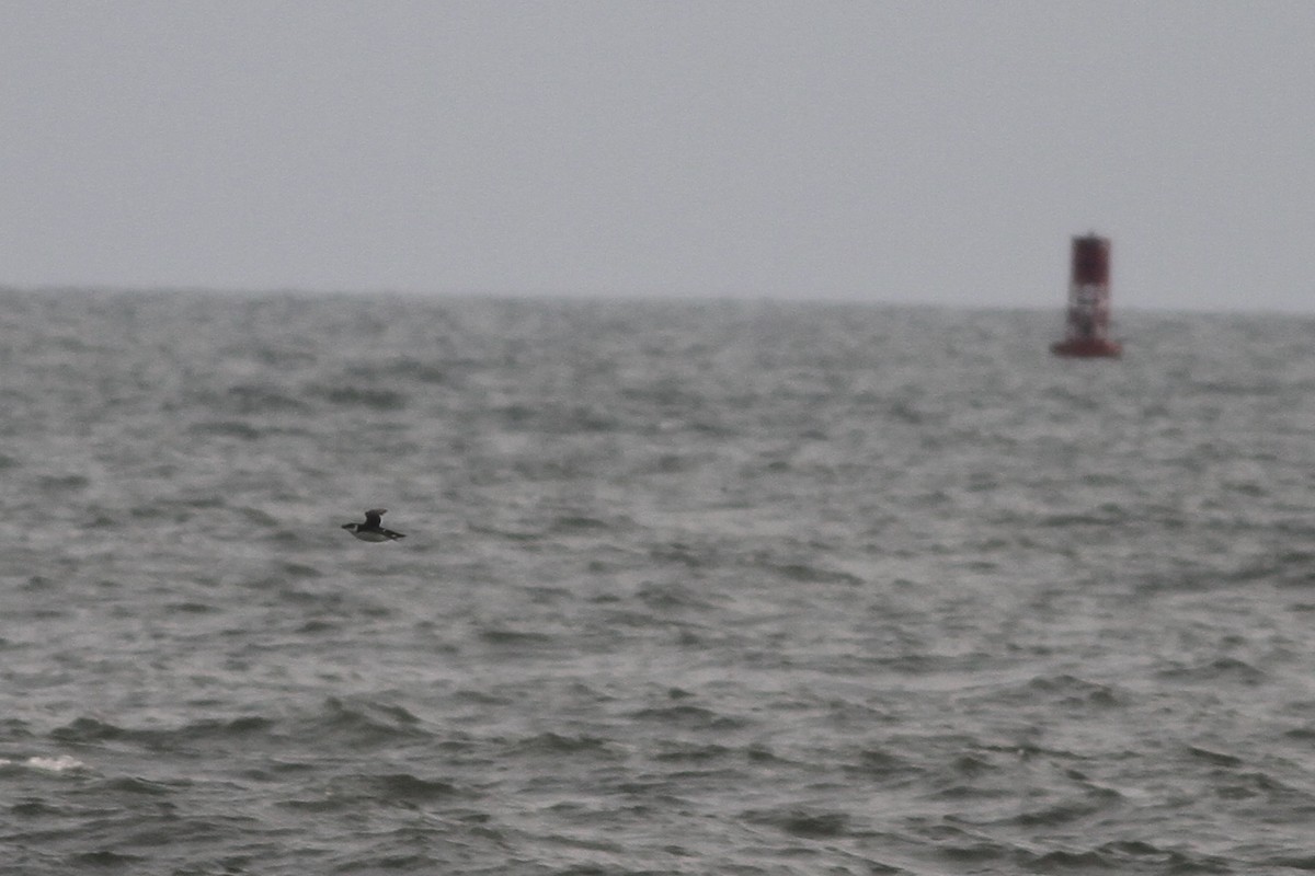 eBird Checklist - 29 Jan 2019 - Avalon--8th St. Jetty (Avalon Seawatch ...