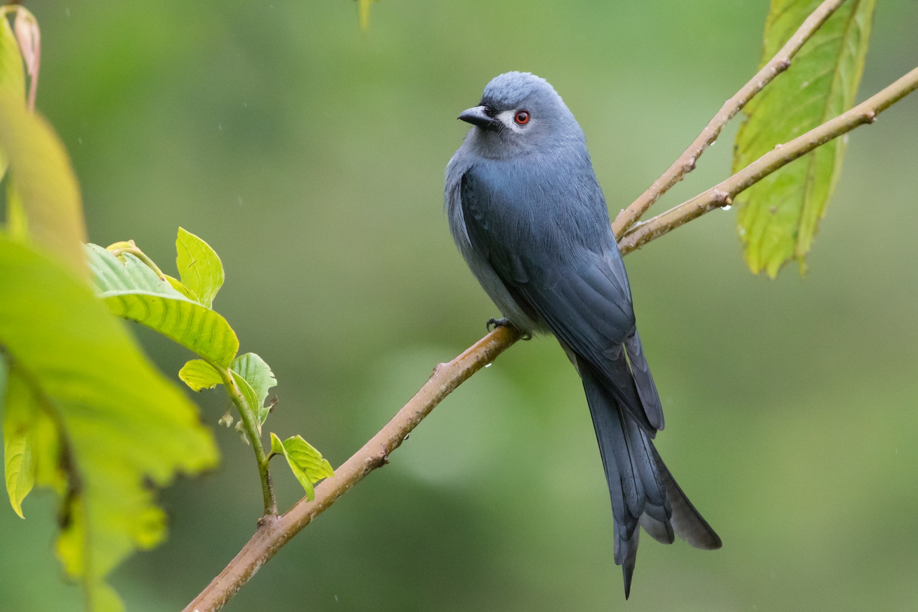 Ashy Drongo (Bornean) - eBird