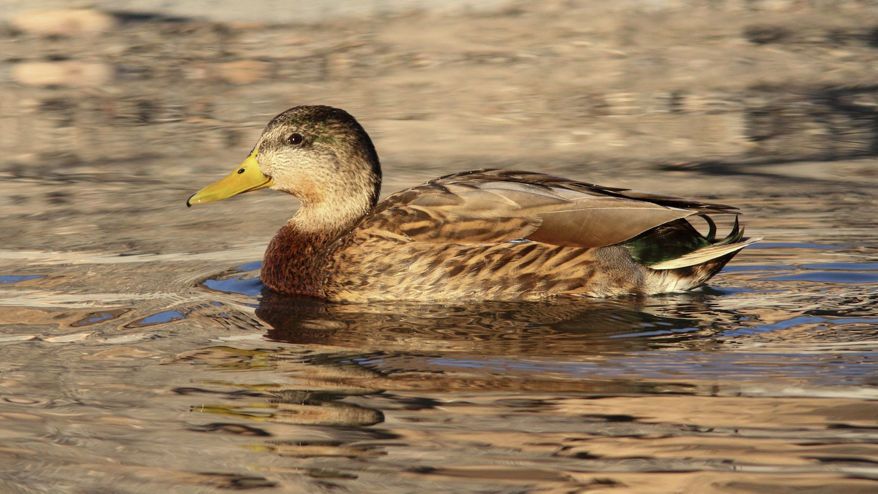 Mallard x Mexican Duck (hybrid) - eBird