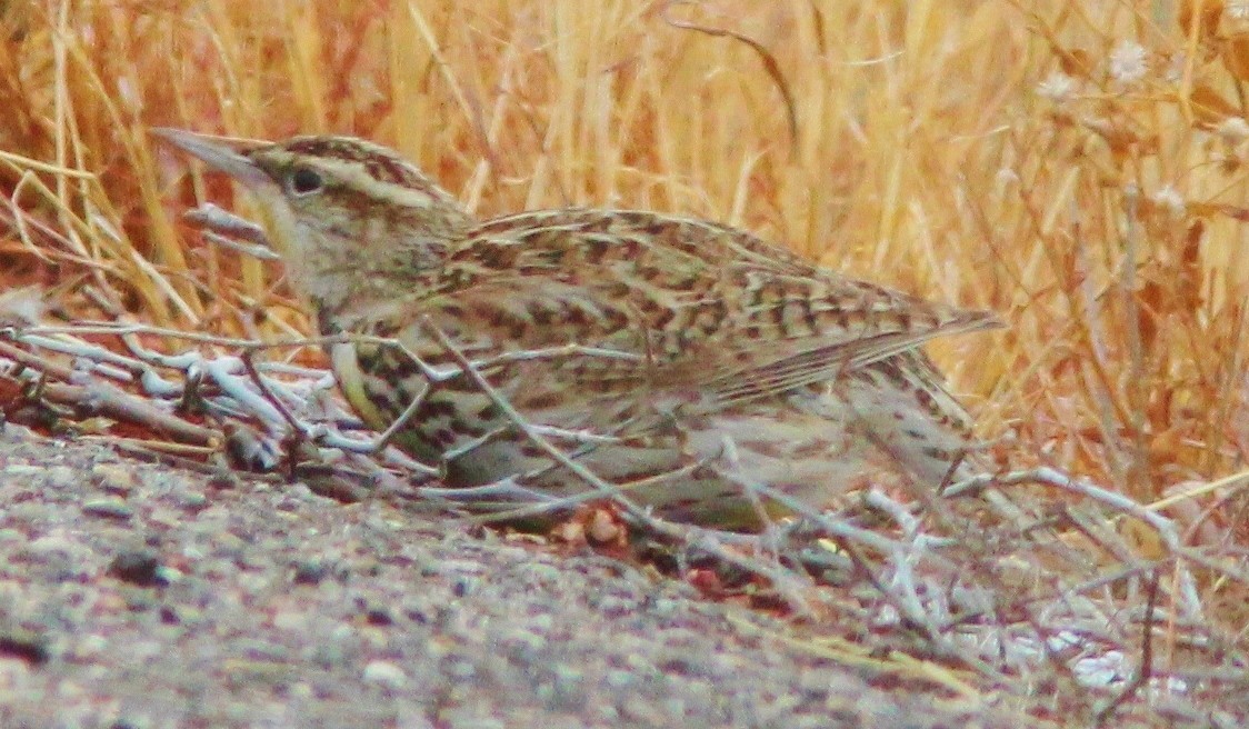 eBird Checklist - 21 Feb 2013 - Chiricahua National Monument - 13 ...
