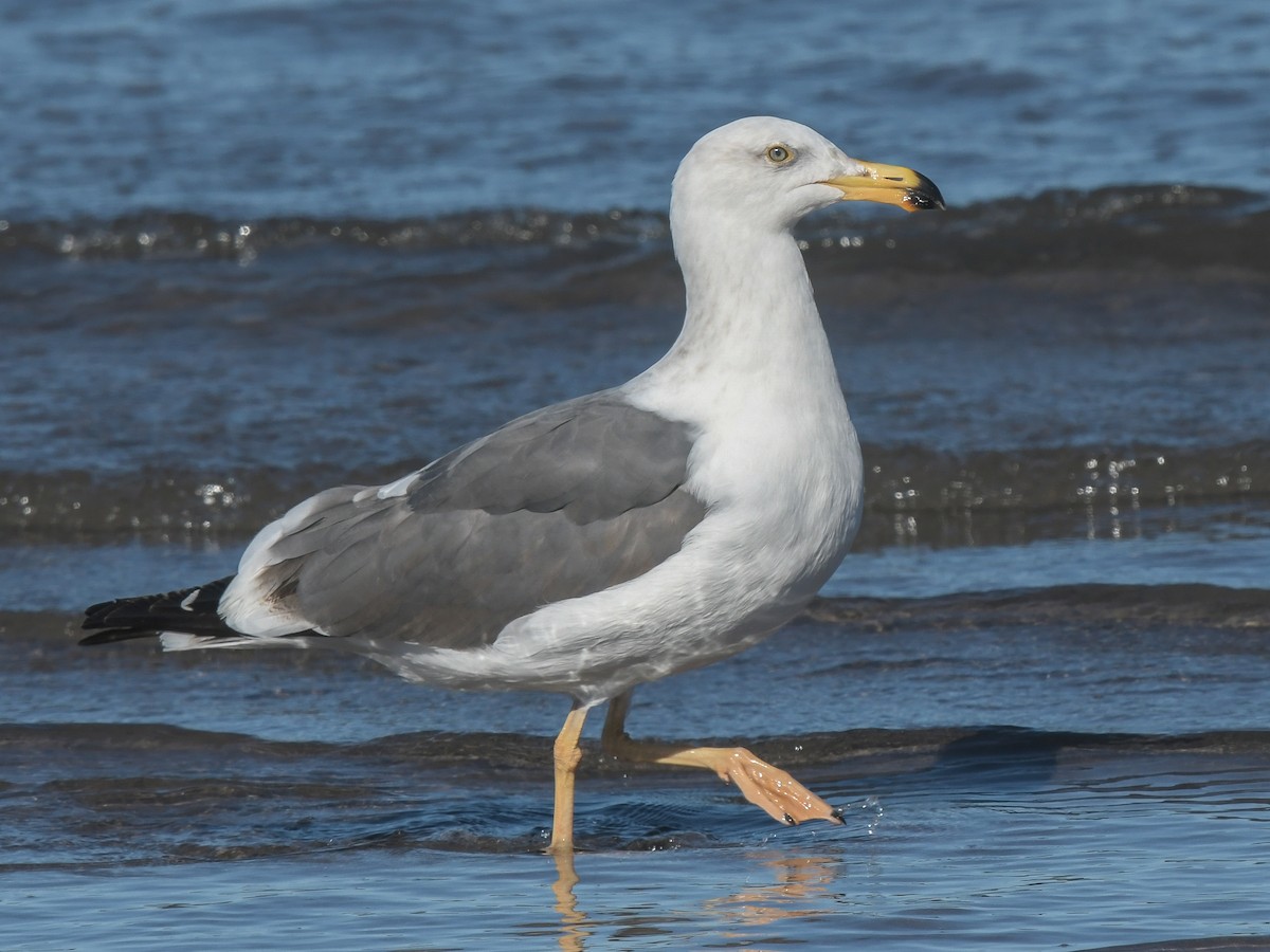 ML138516251 Yellow-footed Gull Macaulay Library