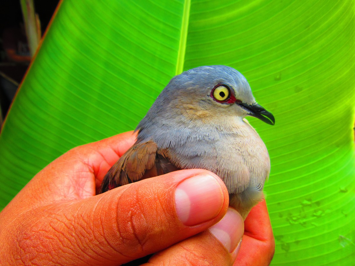 eBird Checklist - 29 Jan 2019 - Los Guatuzos Centro Ecológico y Río ...
