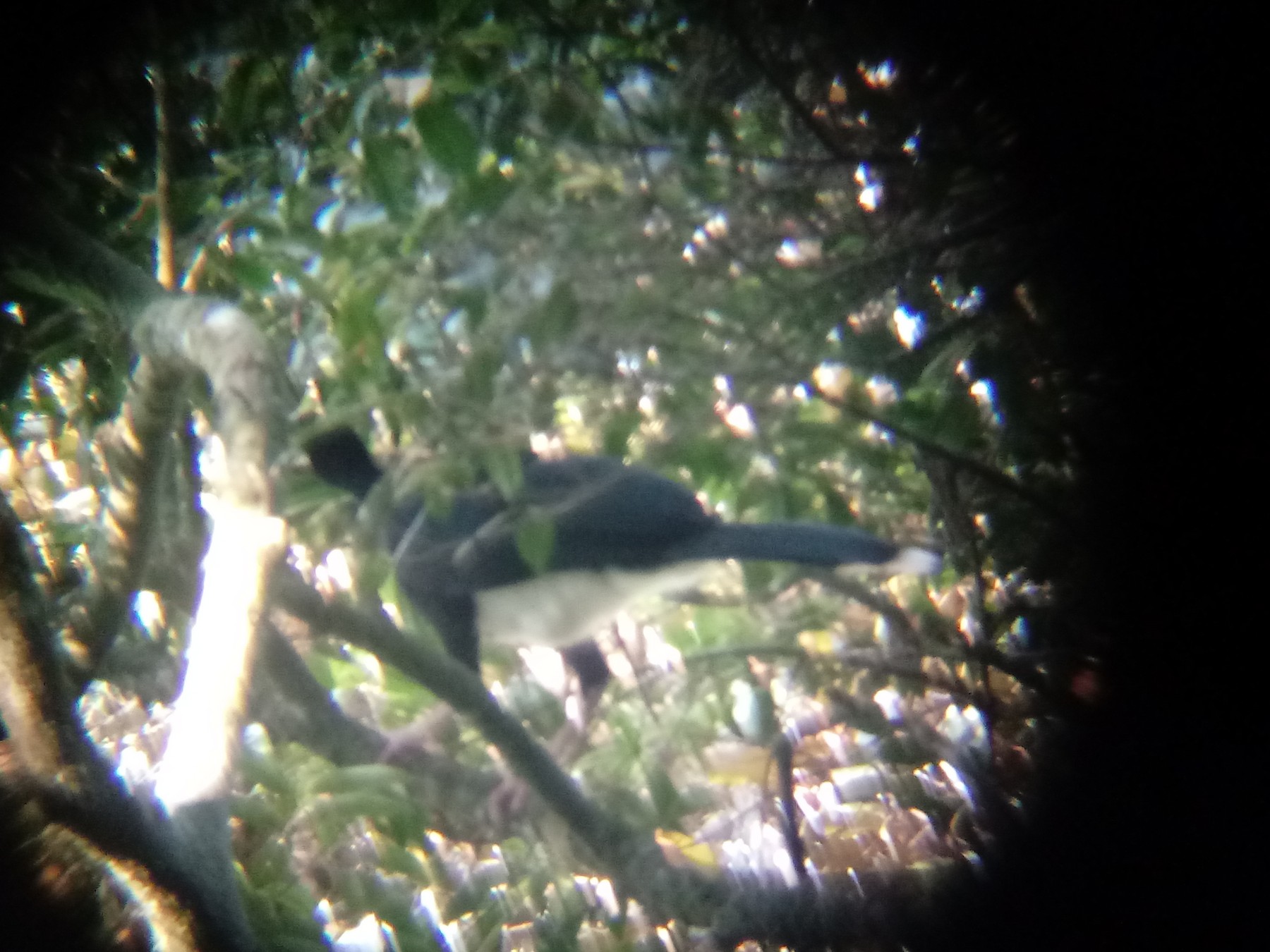 Helmeted Curassow - eBird
