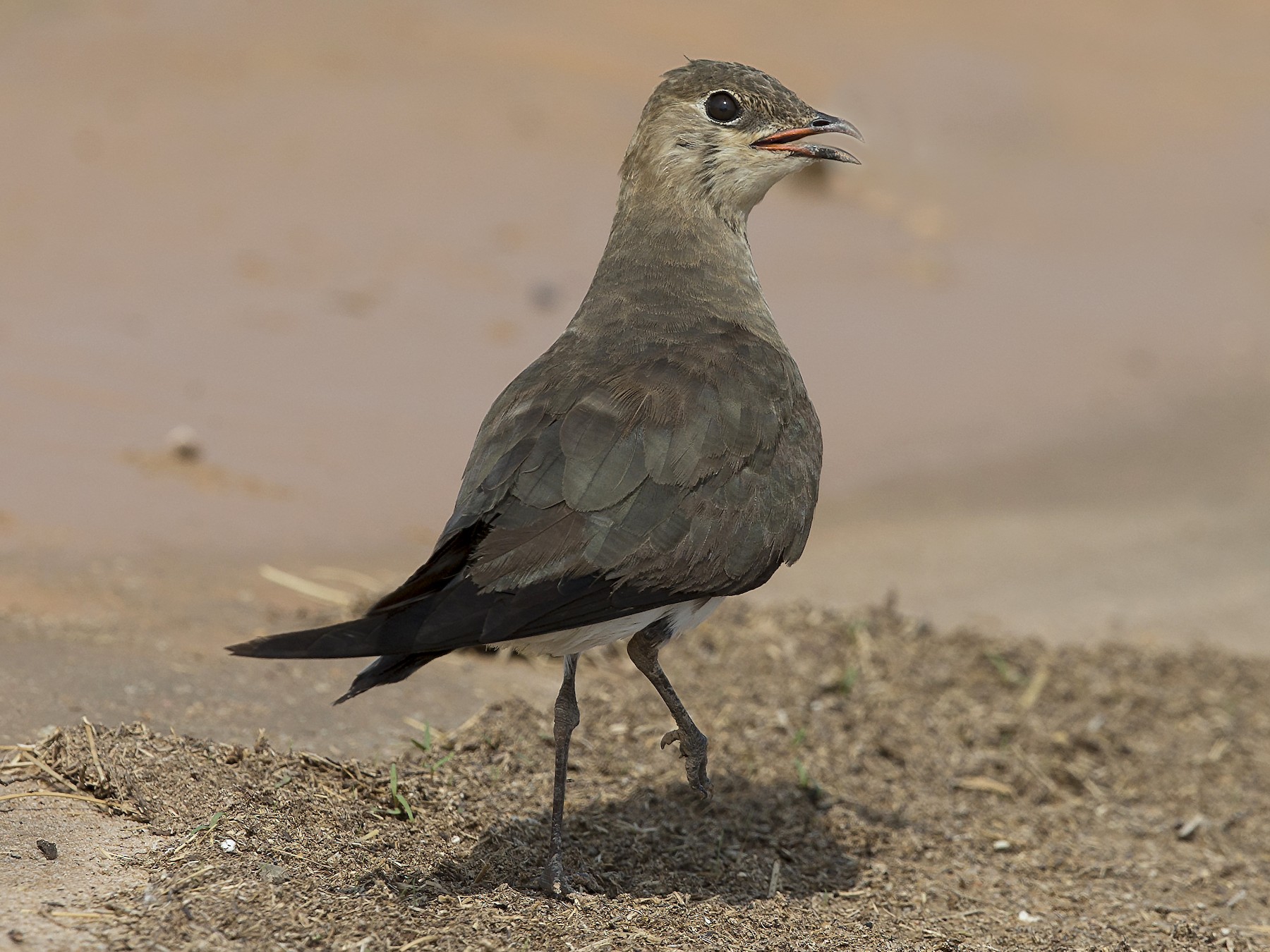 Black-winged Pratincole - eBird