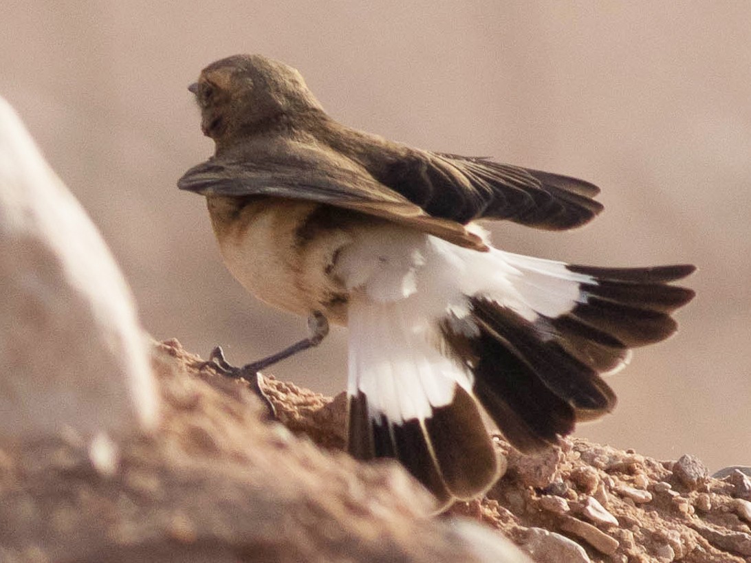 Cyprus Wheatear - eBird