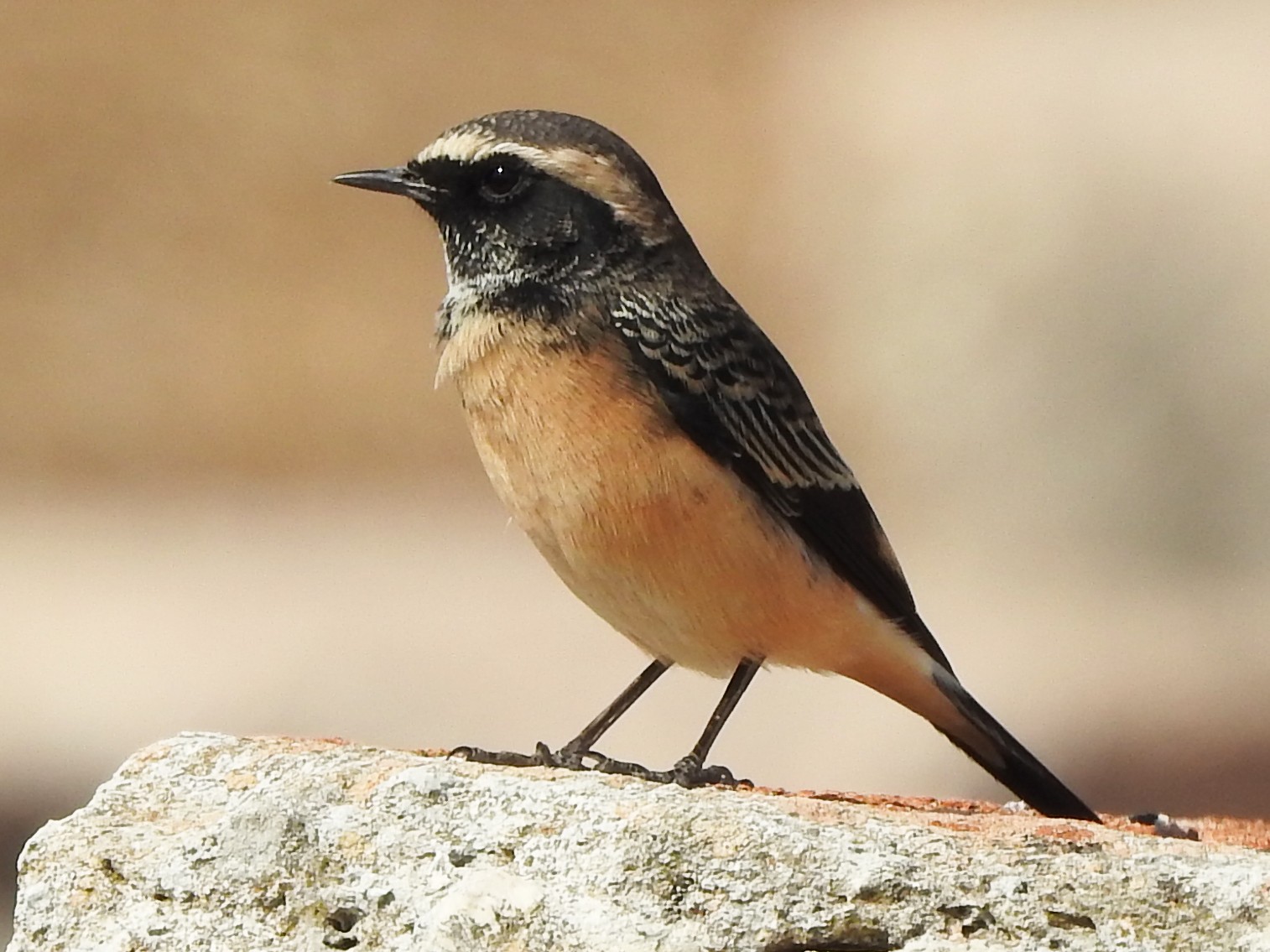 Cyprus Wheatear - eBird