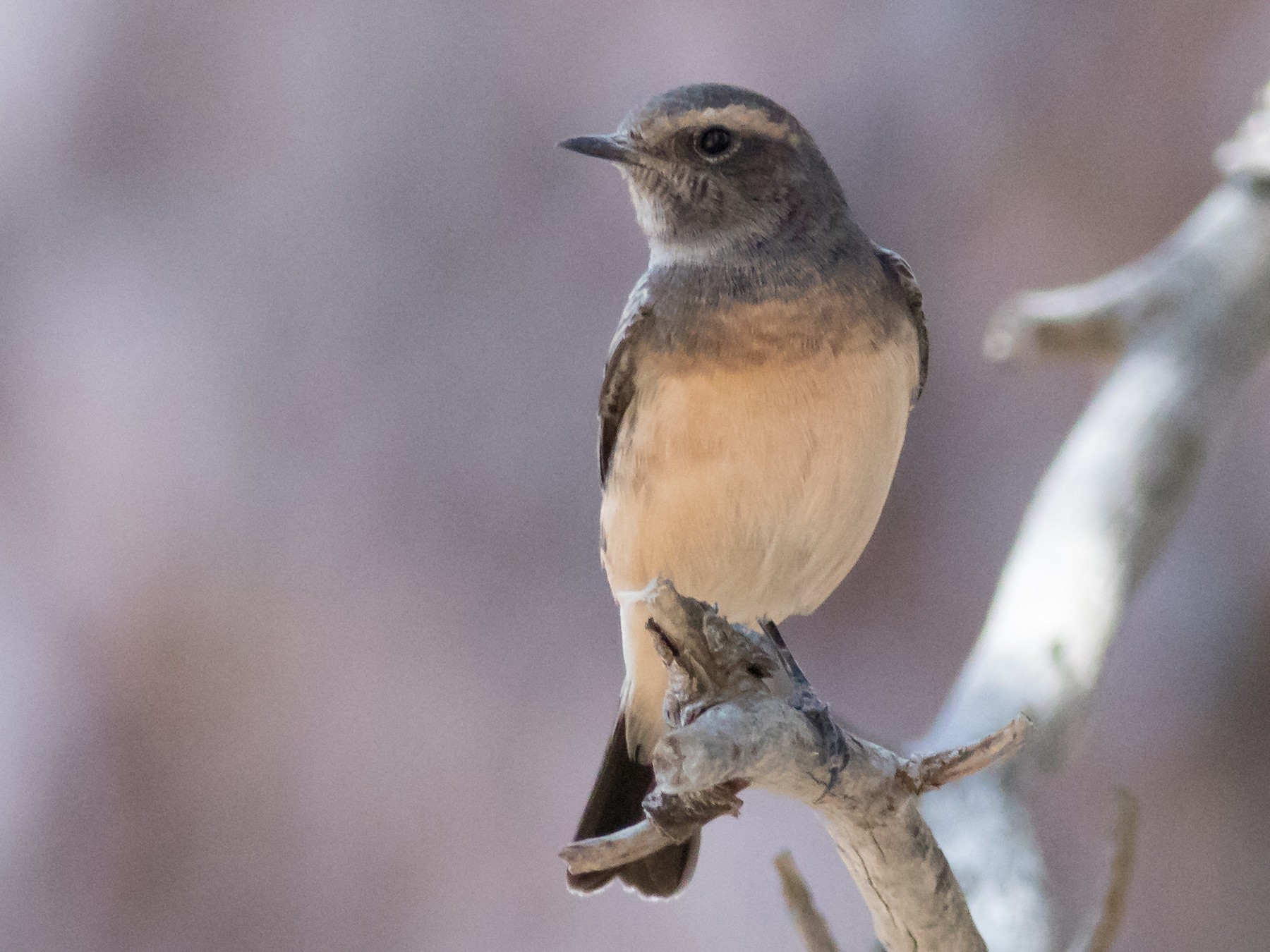 Cyprus Wheatear - eBird