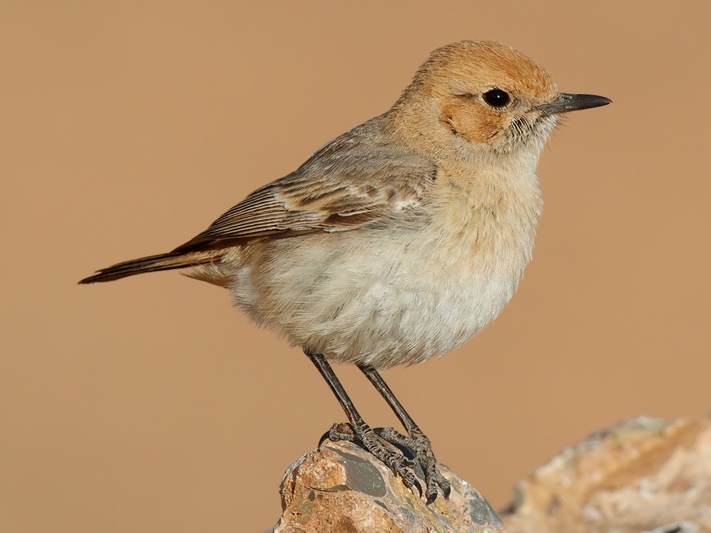 Red-rumped Wheatear - eBird