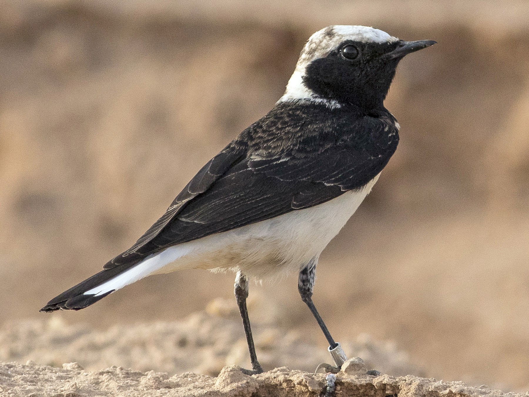 Pied Wheatear - eBird