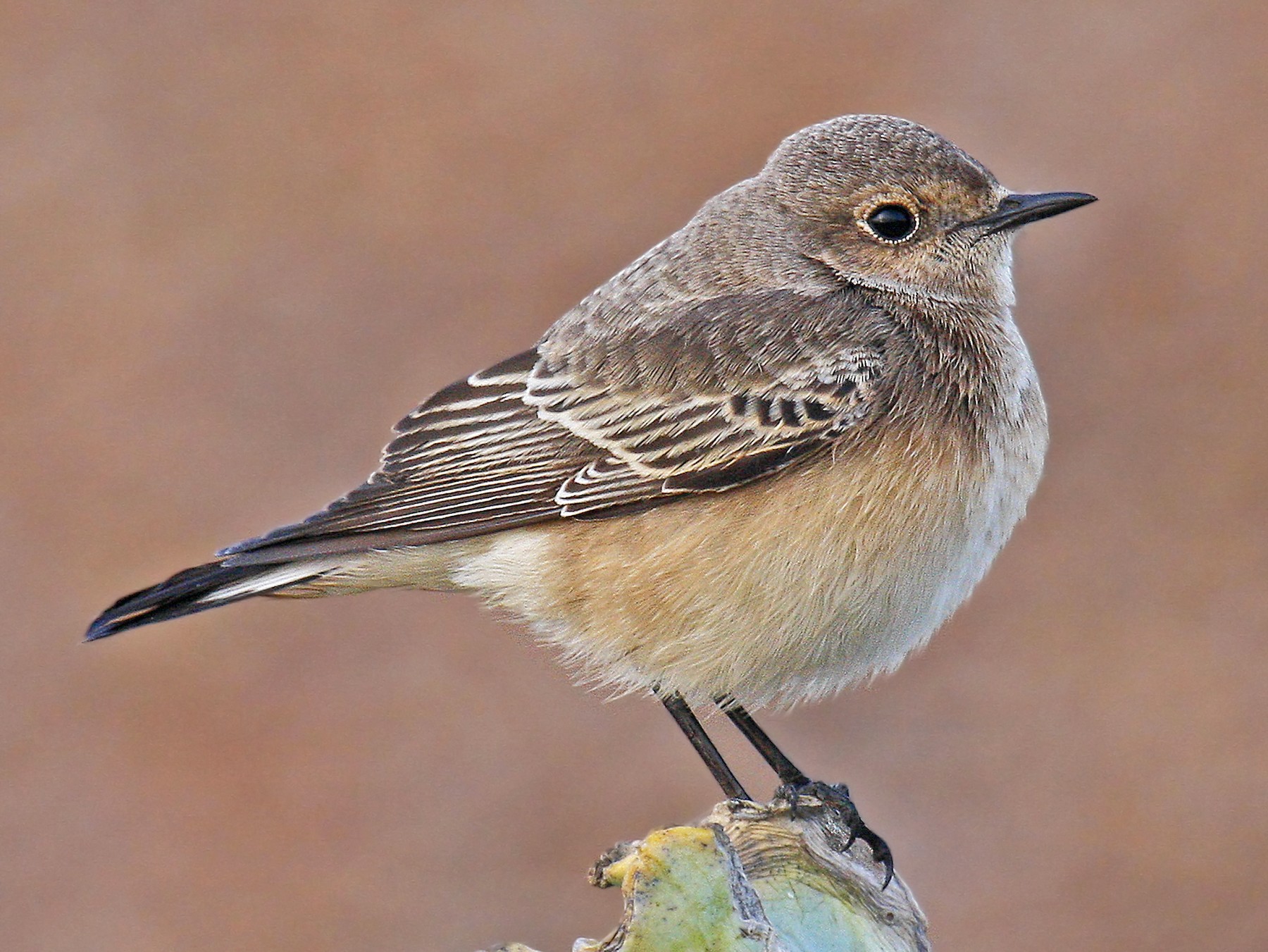 Pied Wheatear - eBird