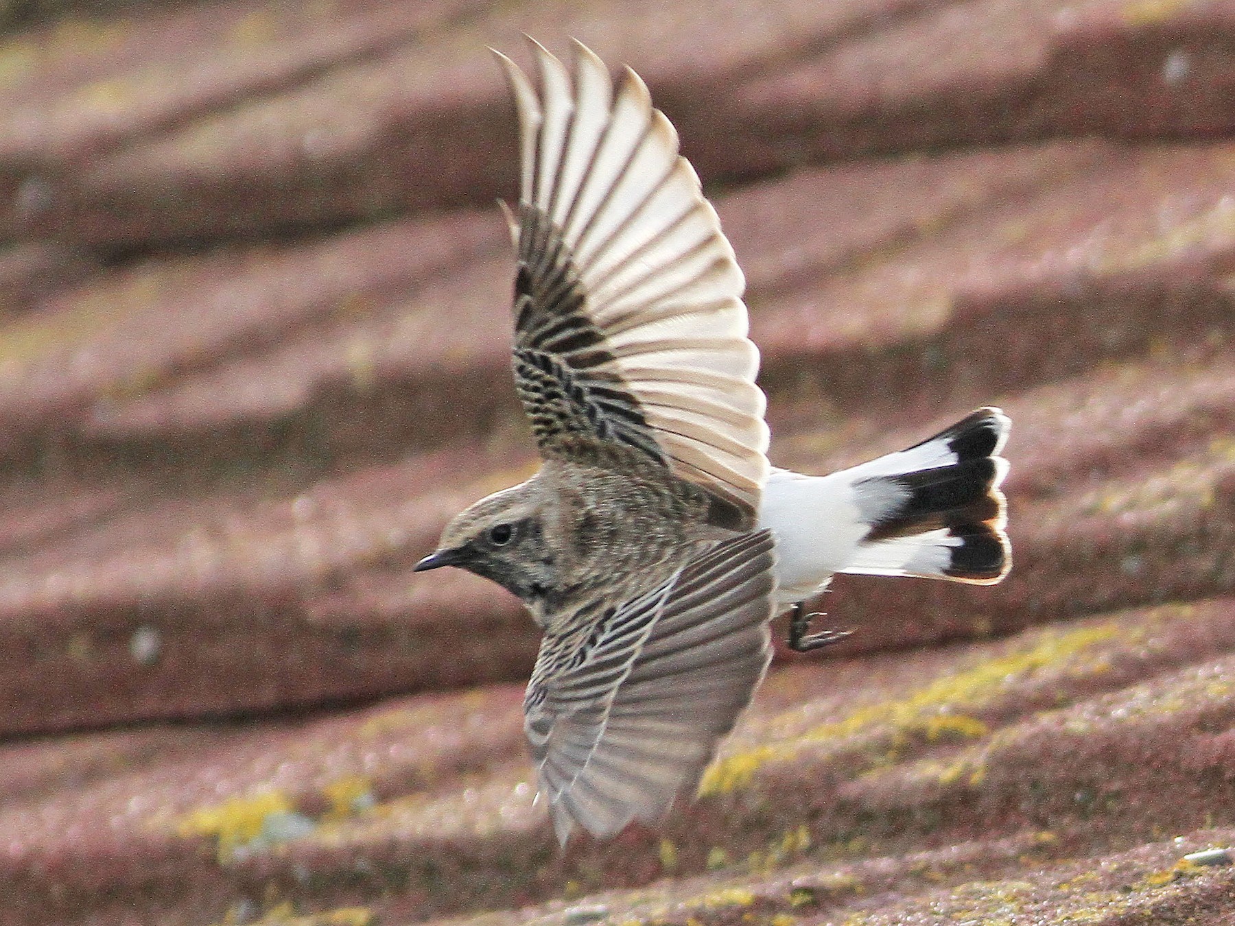 Pied Wheatear - eBird