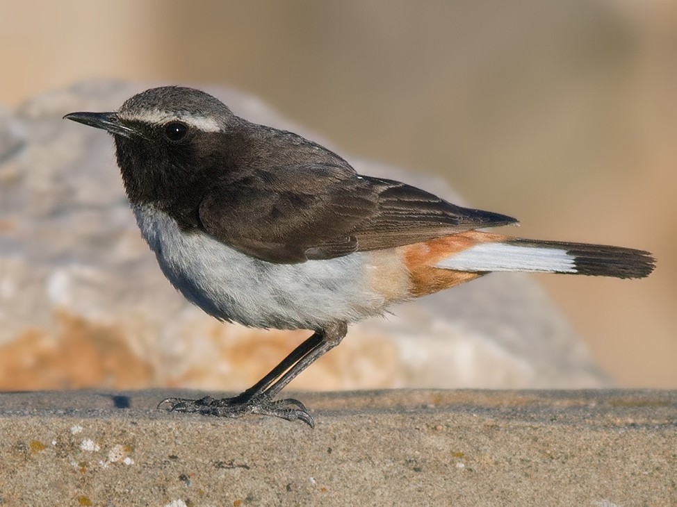 Kurdish/Persian Wheatear (Red-tailed Wheatear) - eBird